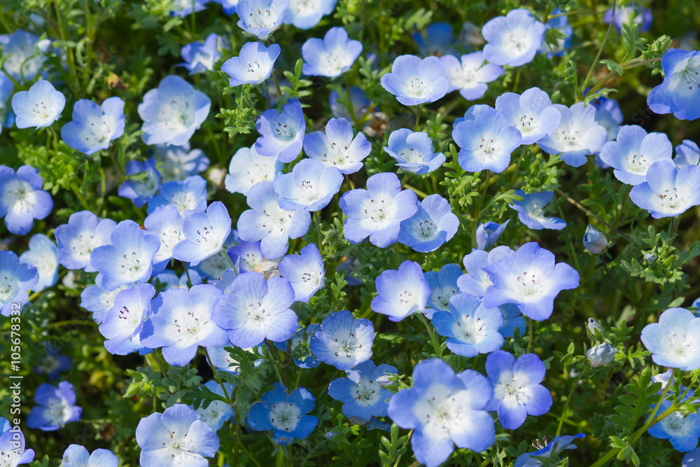 Field of Nemophila, or baby blue eyes (Nemophila menziesii, California ...