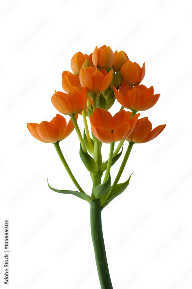 Ornithogalum dubium. Sun Star. Ornithogalum dubium isolated on a white ...