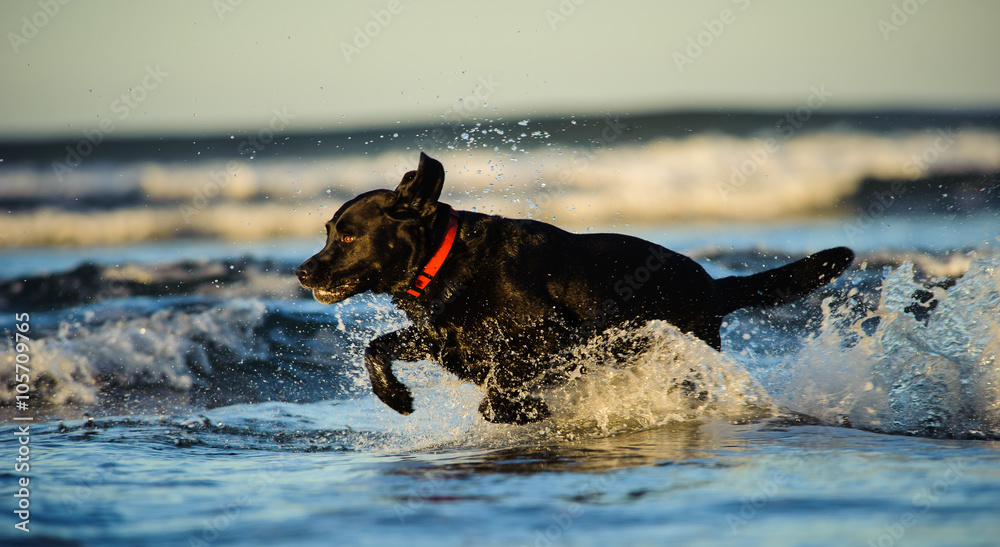 Black Labrador Retriever dog running through the shallow ocean water ...