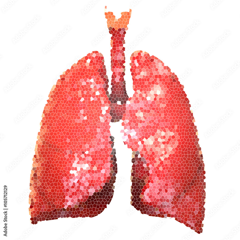 Human Body Organs (Lungs) Anatomy Stock Illustration | Adobe Stock