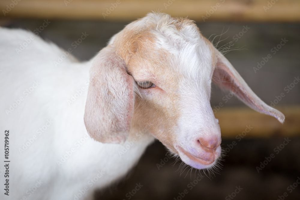 Baby Goat Face