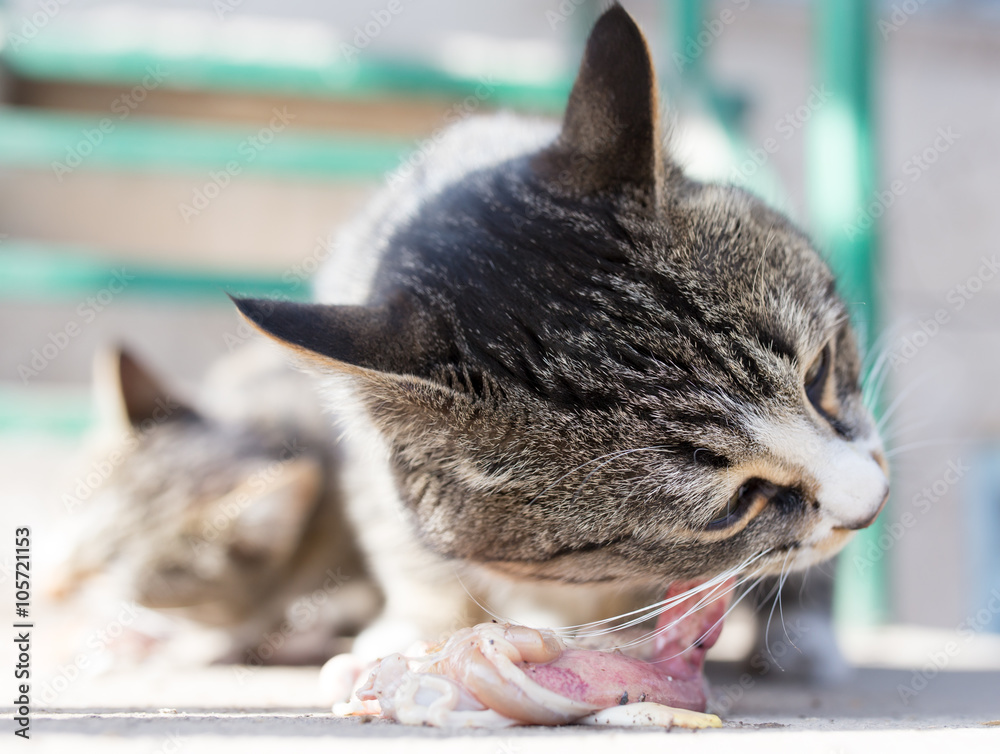 cat eats meat on nature Stock Photo | Adobe Stock
