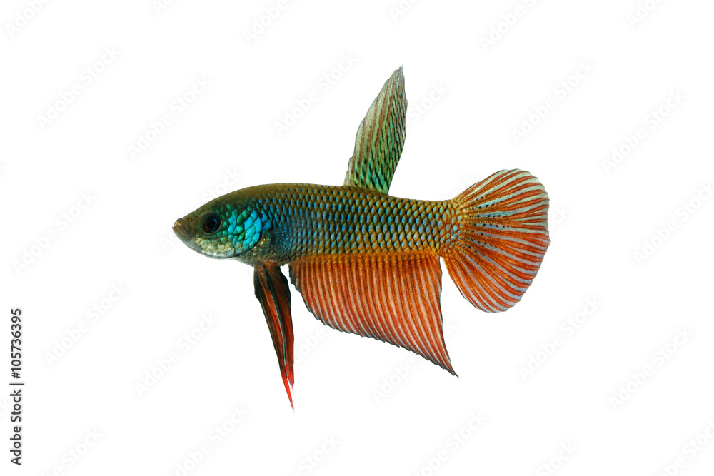 Chinese Evergreen Betta Fish
