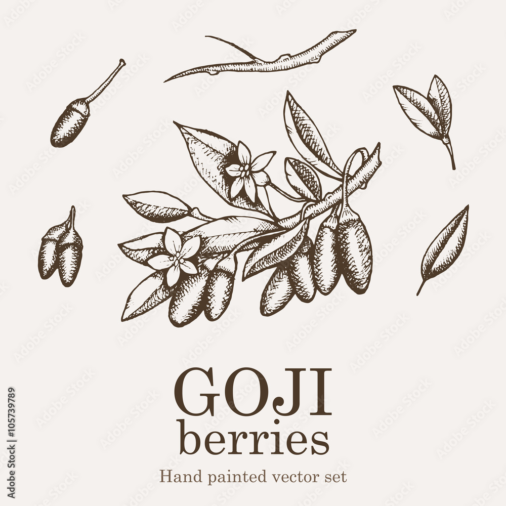 Goji berry superfood set. Health nutrient food vector hand drawing ...