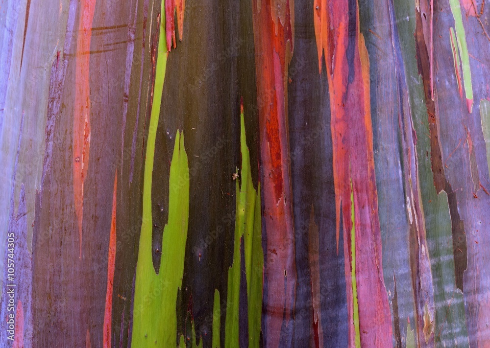 Rainbow Eucalyptus Tree Trunk / Close up of its multi-colored trunk ...