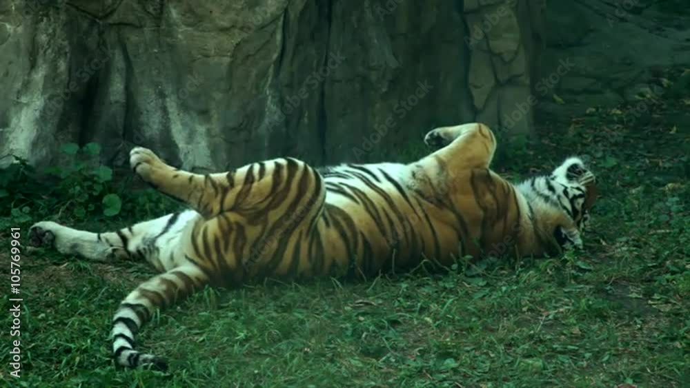 Video „Sleep of a Siberian tigress, lying on her back in shadow. The ...