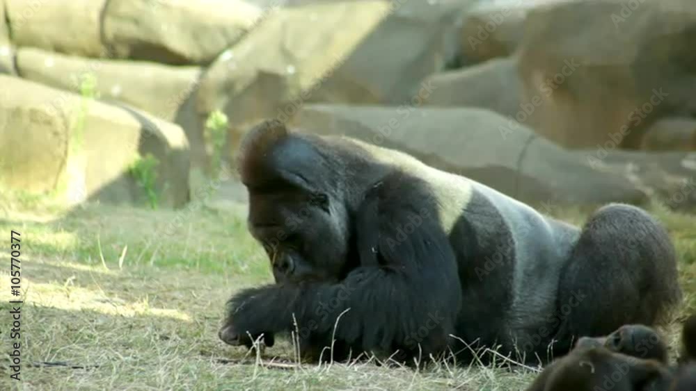 Video „A grazing gorilla male, severe silverback, side view, lying on ...