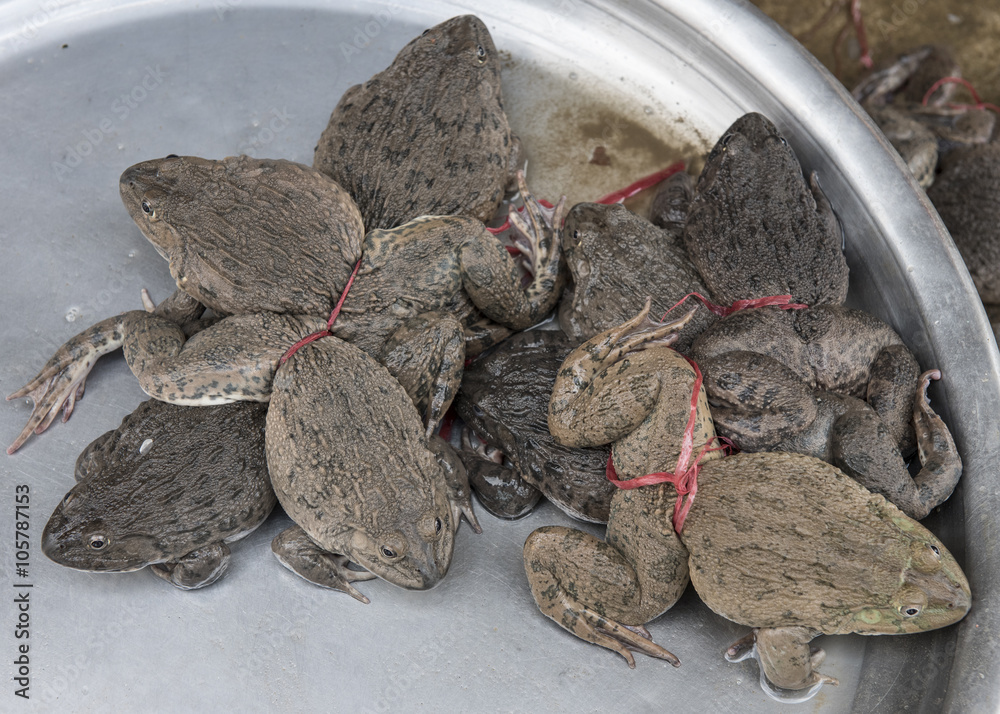Are Bullfrogs Edible | American bullfrog – CXIV
