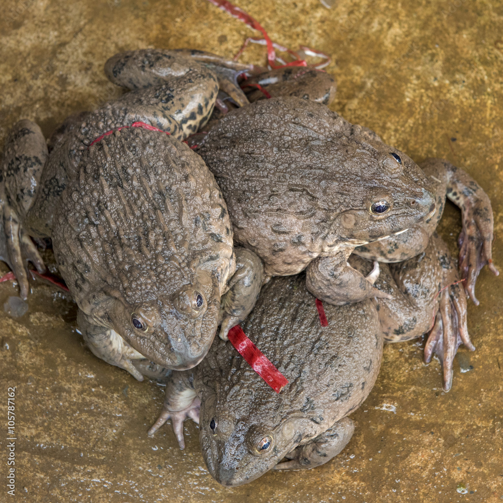 Edible bullfrogs tied up in a Mekong Delta food market, Vietnam Stock ...