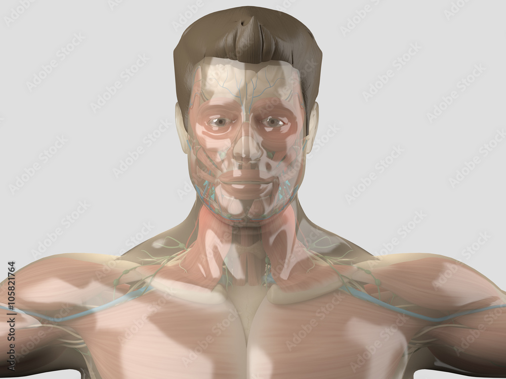 Glass anatomy. Human anatomy with see through glass skin revealing ...