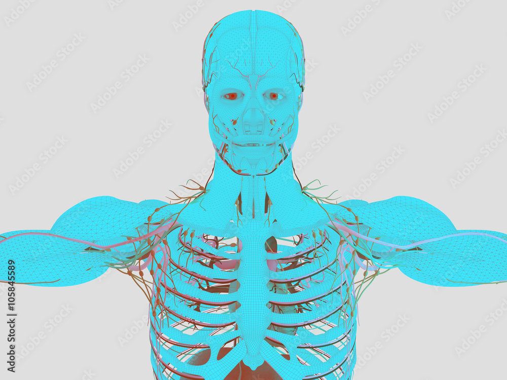 Human anatomy wire frame mesh futuristic scan vivid colors. Body ...