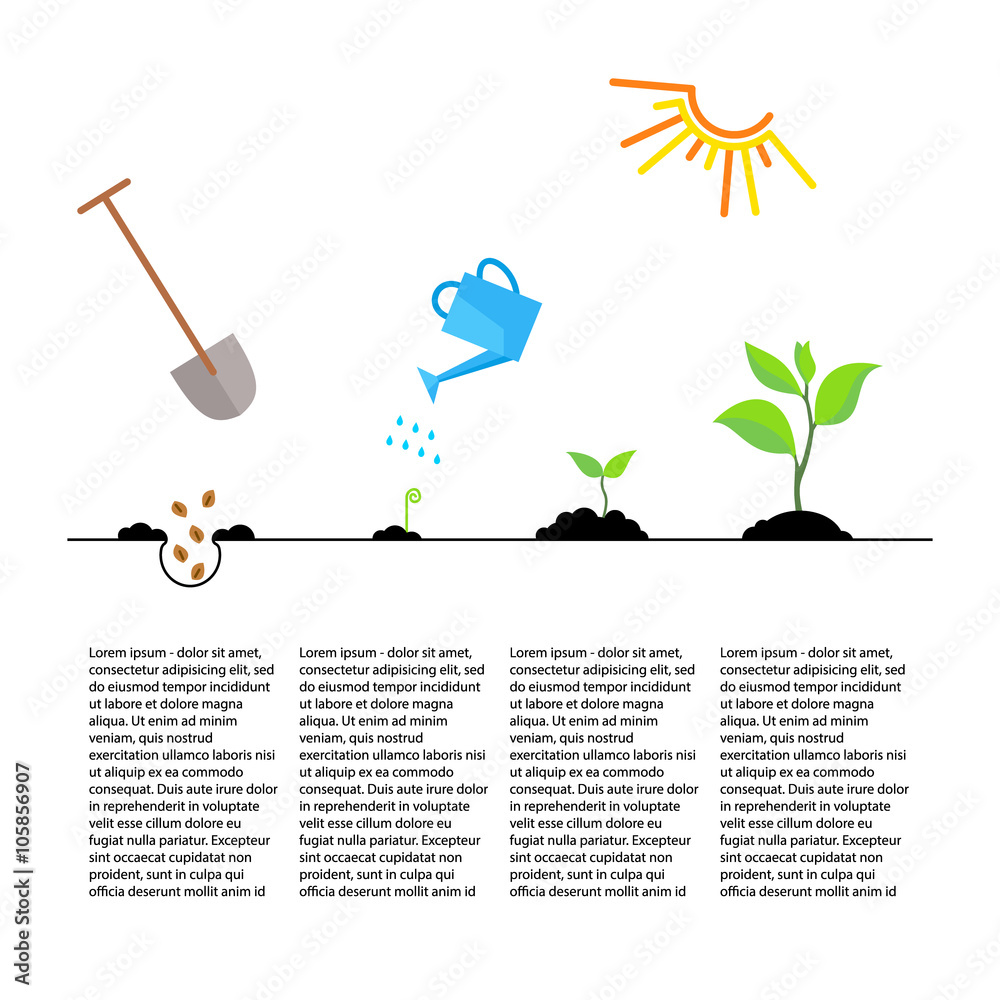 Timeline infographic of planting tree process Stock Vector | Adobe Stock
