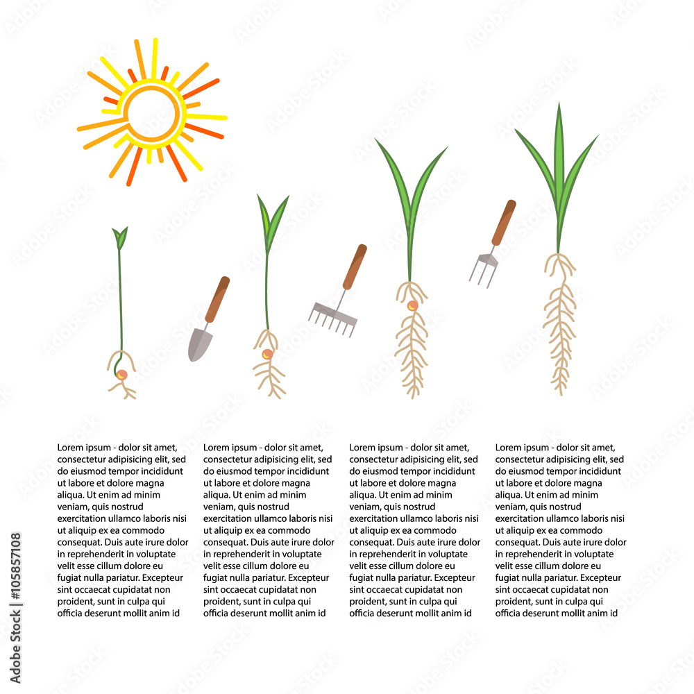 Timeline infographic of planting tree process Stock Vector | Adobe Stock