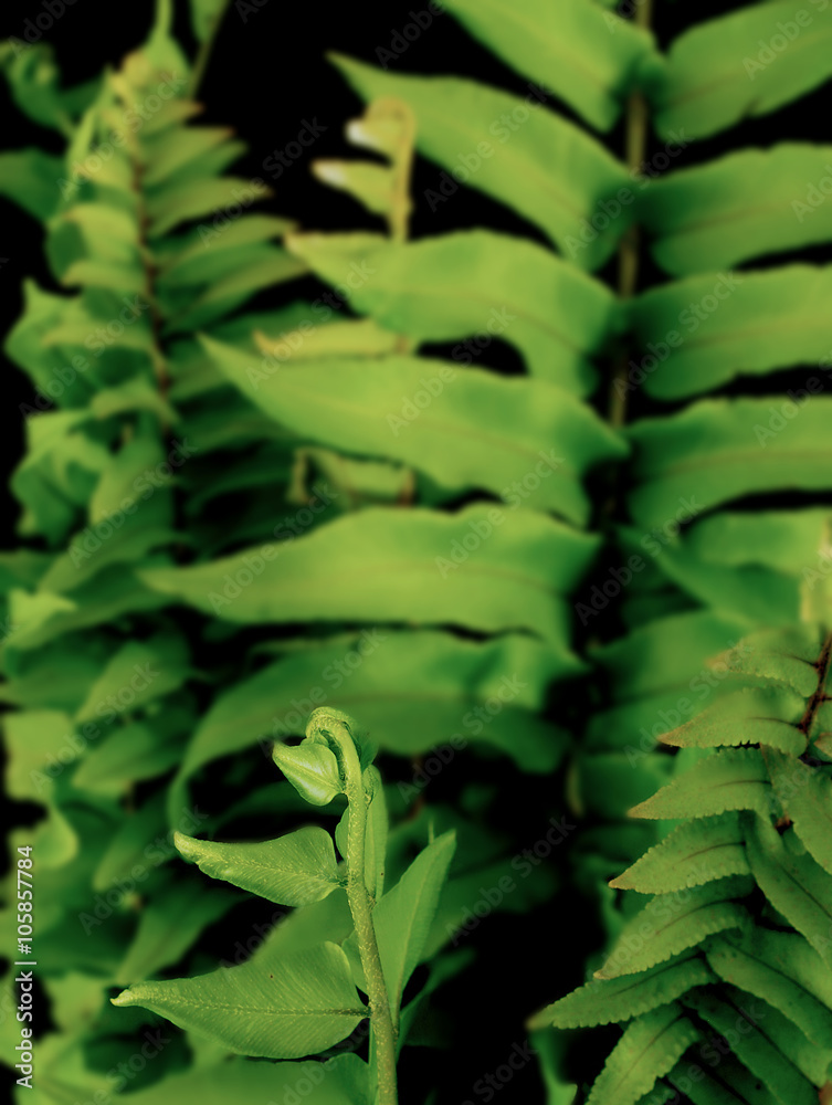 Green fern fronds as image for Earth Day on April 22. Shallow depth of ...