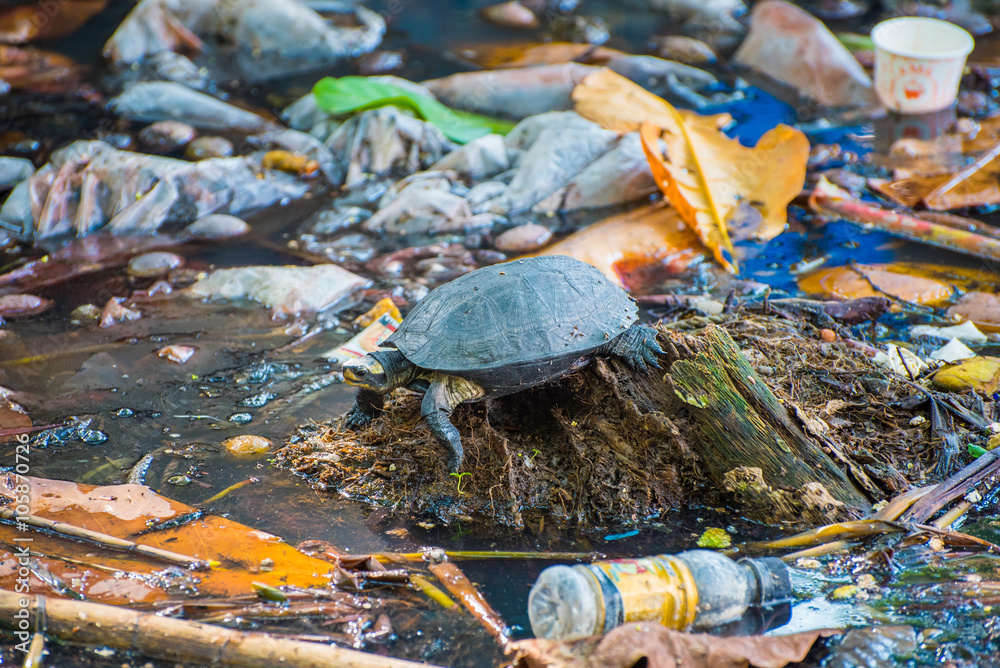 Tortoise surrounded by polluted water. Photo made in Kochi city, Kerala ...