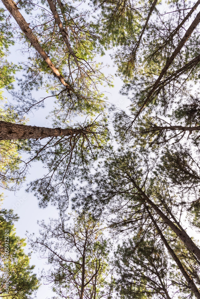 Worm's-eye view of pine tree forest. Stock Photo | Adobe Stock