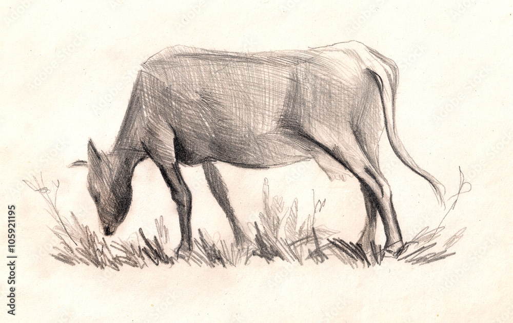 Cow Pencil Drawing