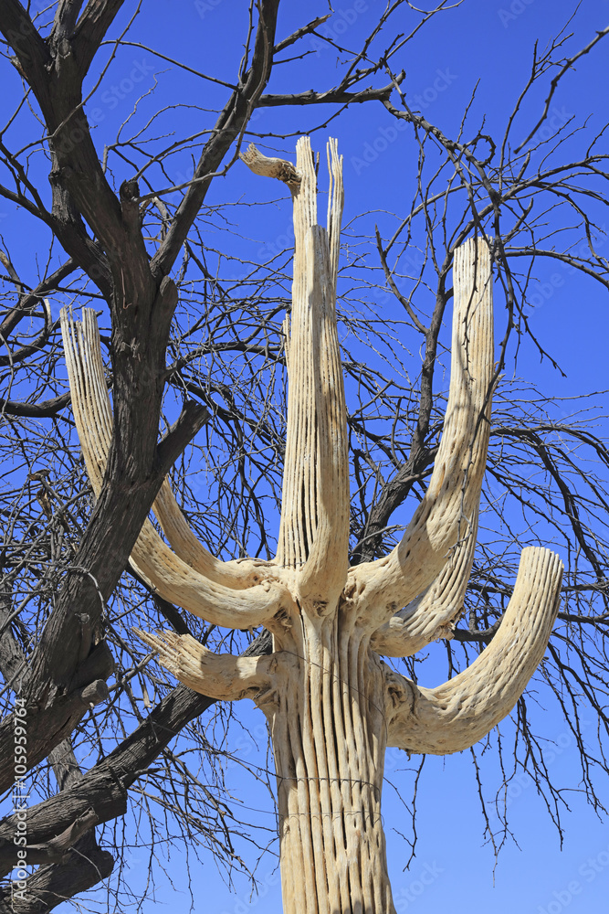 Things Made From Dead Saguaro Cactus