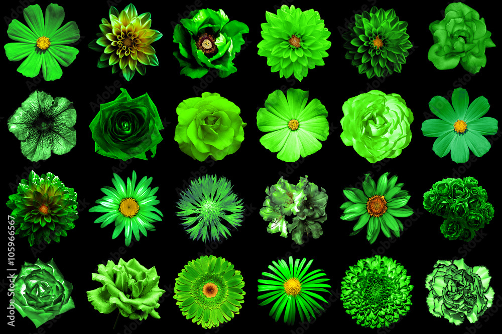 Mix collage of natural and surreal green flowers 24 in 1: peony, dahlia ...