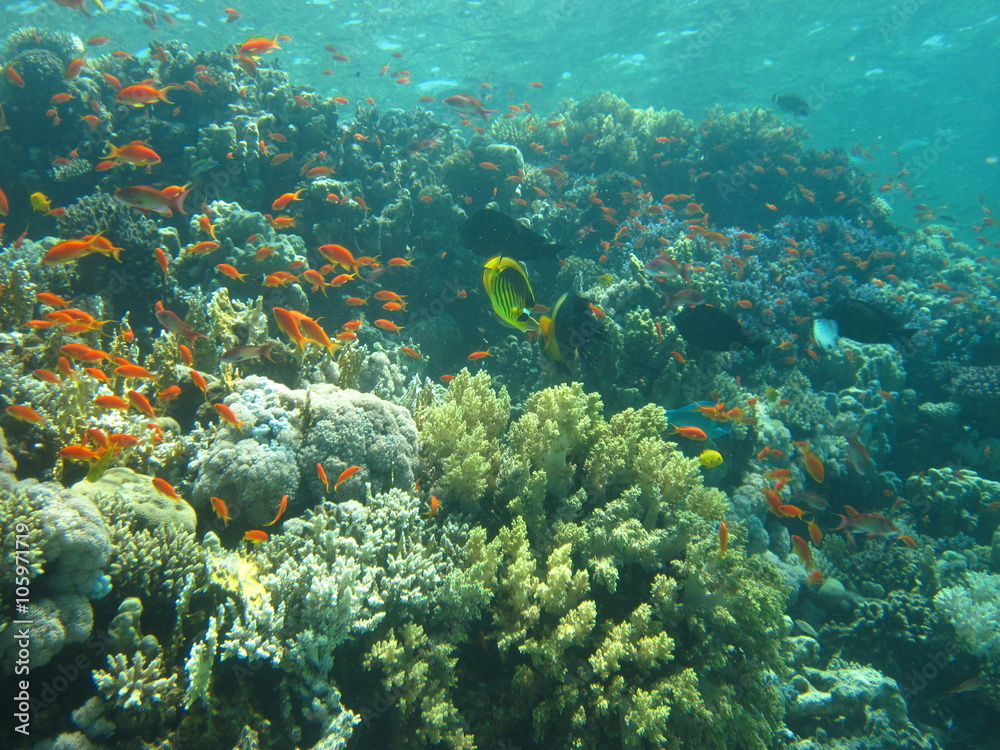 The coral reef on the sand bottom. Underwater paradise for scuba diving ...