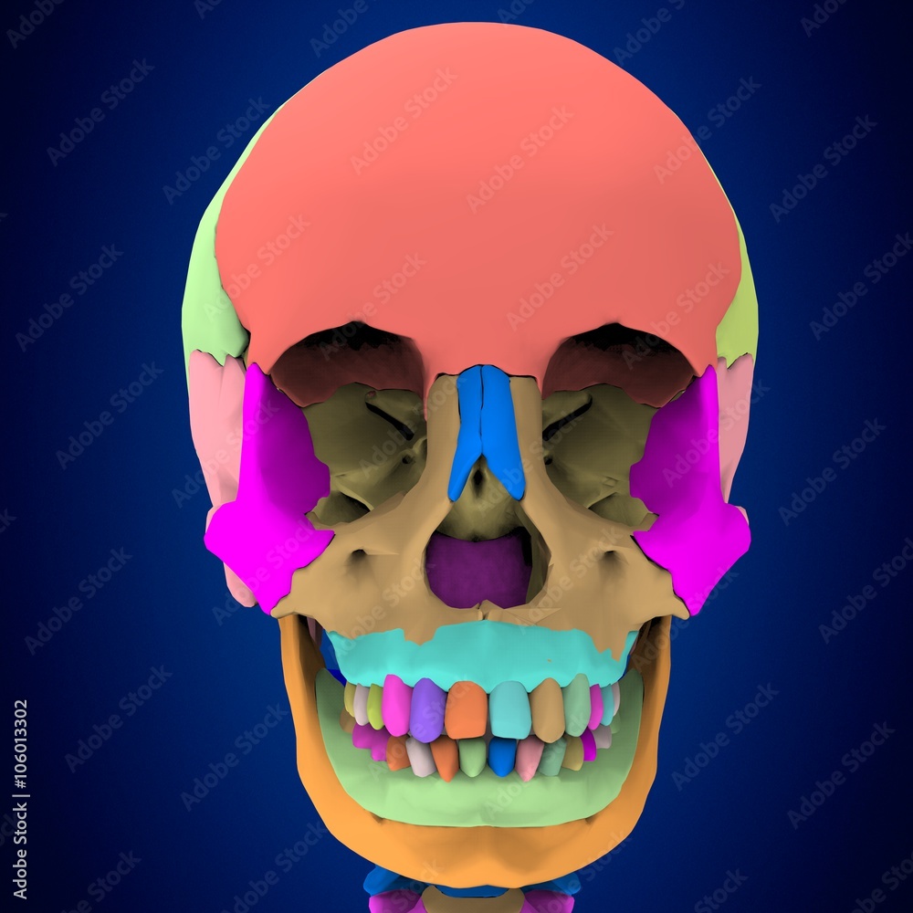 skeleton face Stock Illustration | Adobe Stock