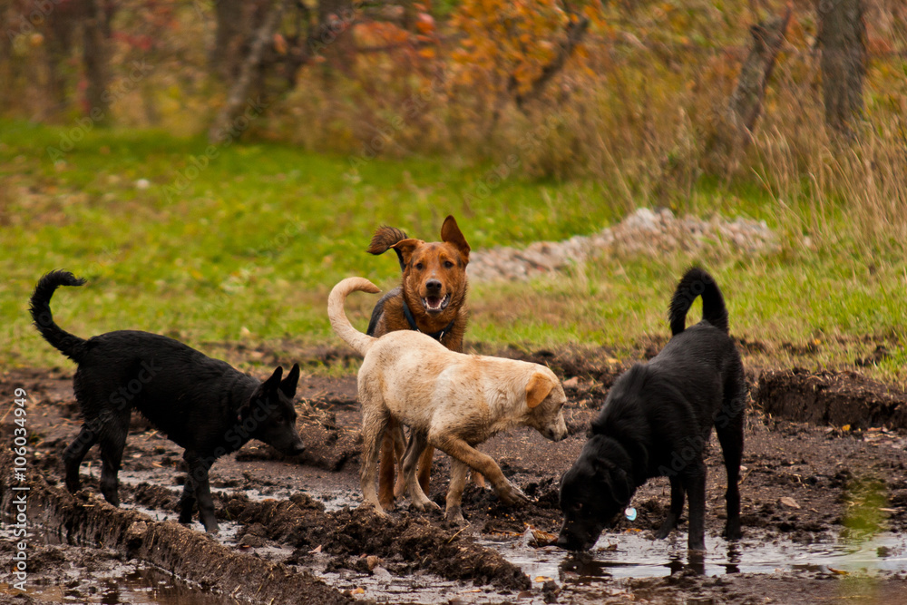 Puppies Playing In Mud