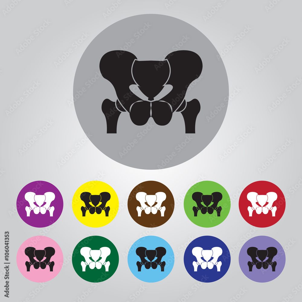 Anatomy Pelvis. Icon Stock Vector | Adobe Stock