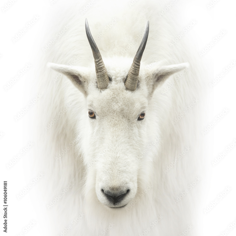 mountain goat head isolated on white Stock Photo | Adobe Stock