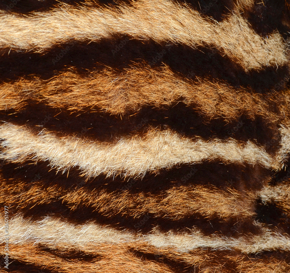 tiger skin background Stock Photo | Adobe Stock