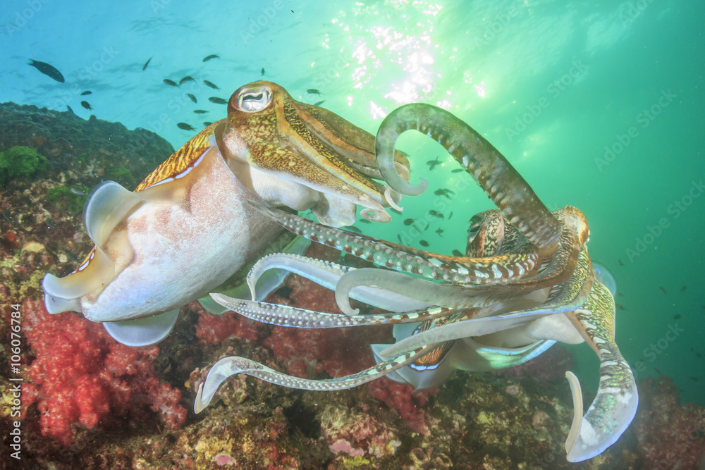Cuttlefish mating and fighting Stock Photo | Adobe Stock