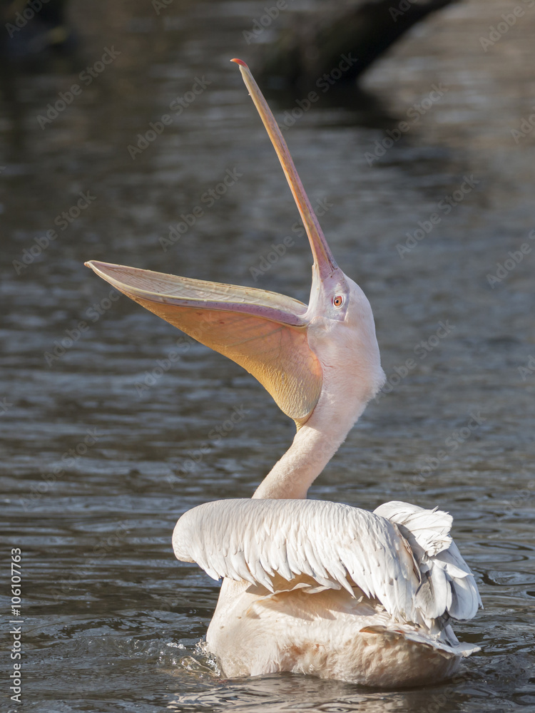 Pelican with open beak Stock-Foto | Adobe Stock