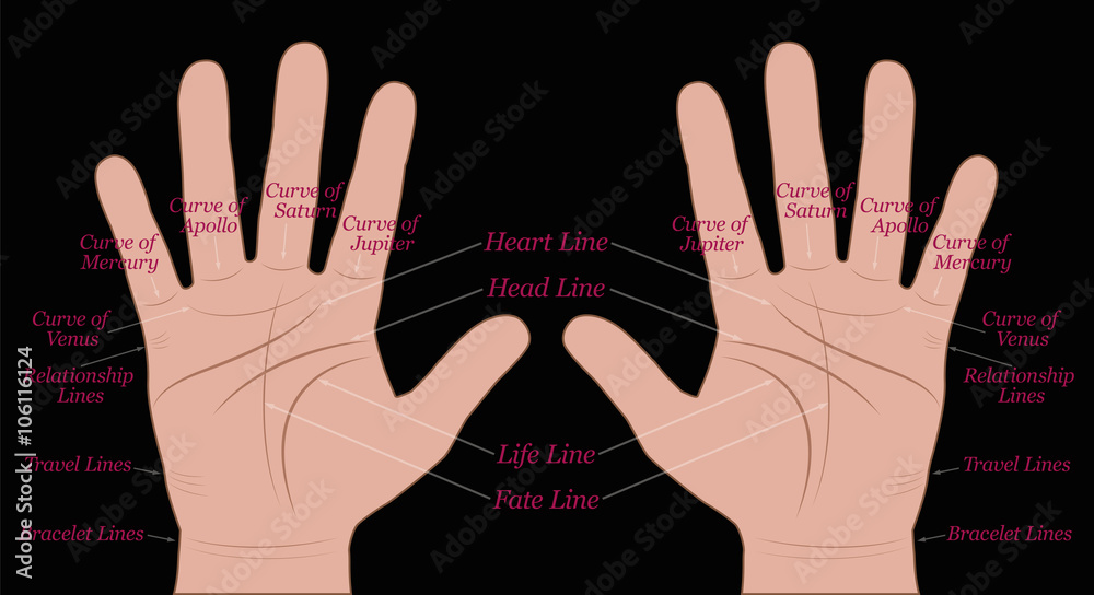 Palm reading - both hands with main and minor lines. Vector ...