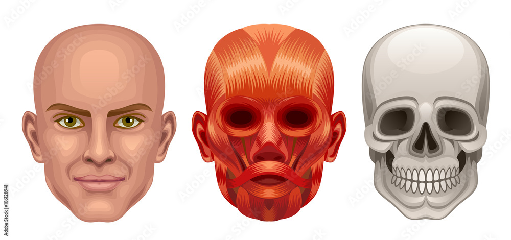 Human head anatomy Stock Vector | Adobe Stock
