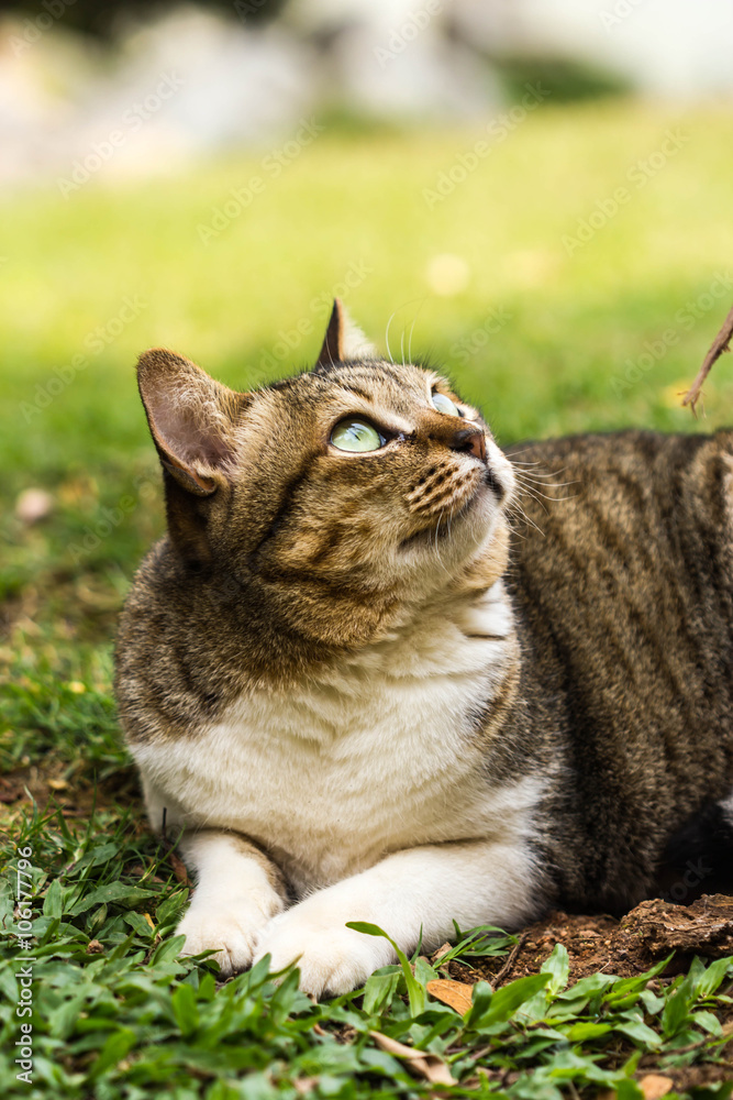 cute cat on nature background Stock Photo | Adobe Stock
