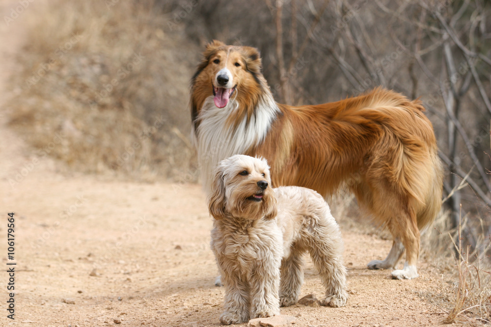 Sheltie Cocker Spaniel Mix Puppies