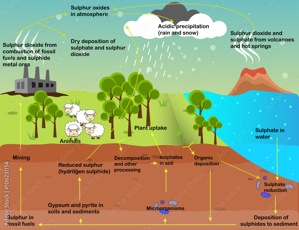 Sulfur Cycle Steps