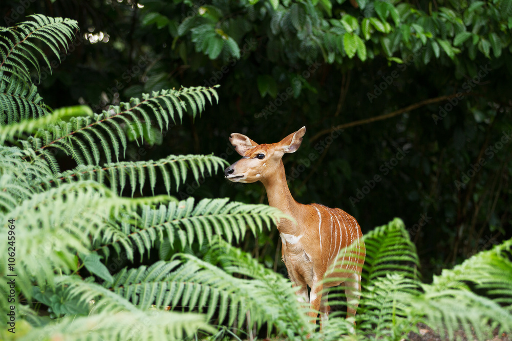 Sitatunga or marshbuck (Tragelaphus spekii) is a swamp-dwelling ...