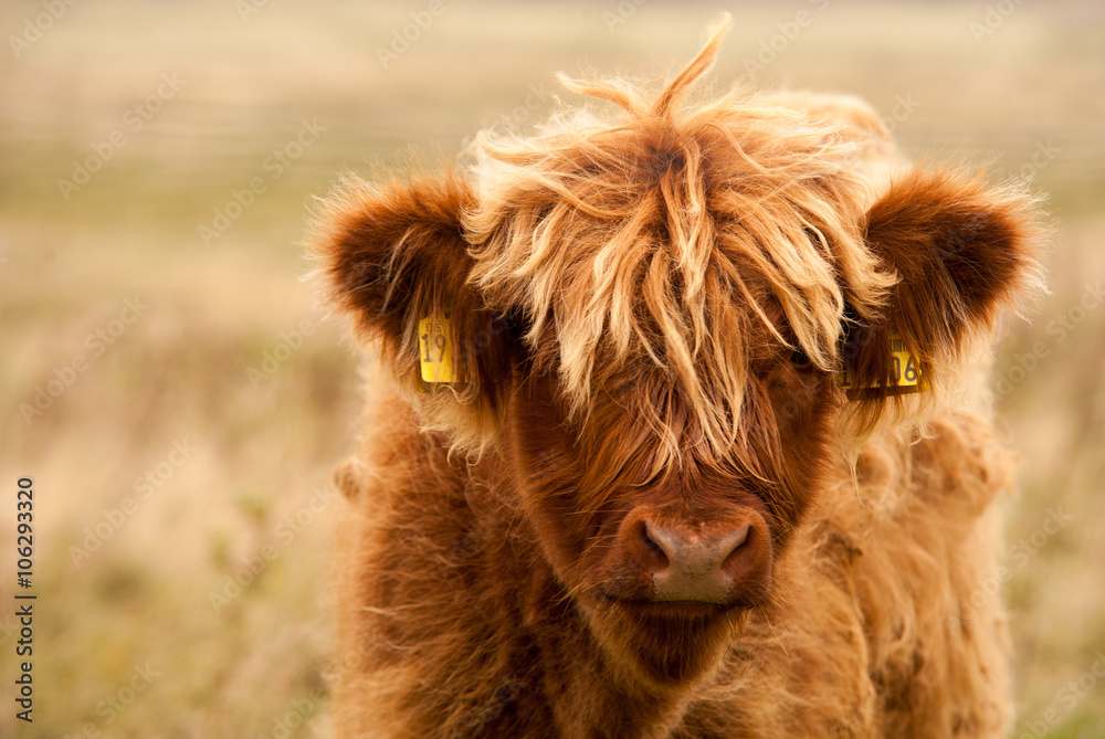 Galloway Rind Stock-Foto | Adobe Stock