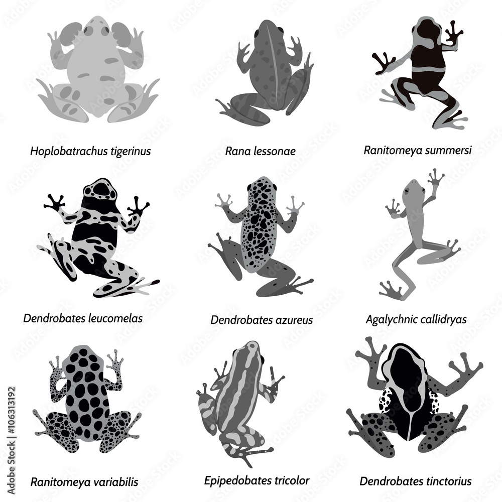 Vector amphibian silhouette on the white background. Frog silhouettes ...
