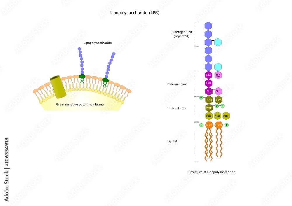 structure of the lipopolysaccharide (gram negative bacteria) Stock Vector | Adobe Stock