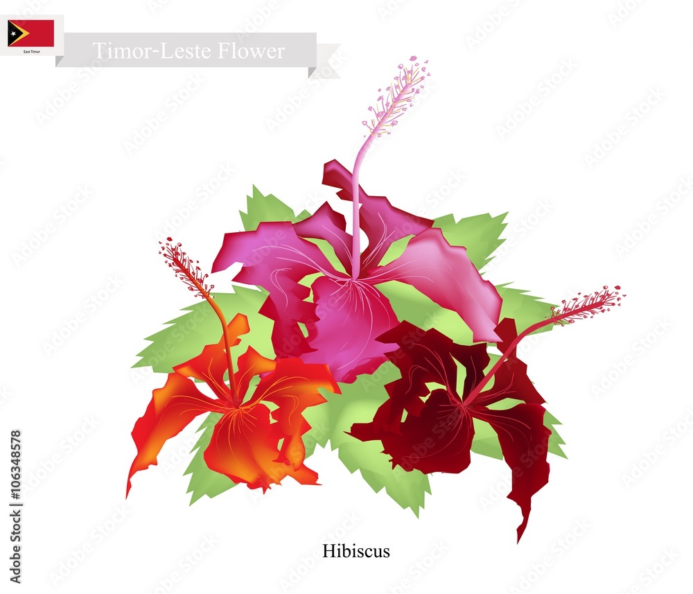 National Flower of Timor Leste, Hibiscus Flowers Stock Vector | Adobe Stock
