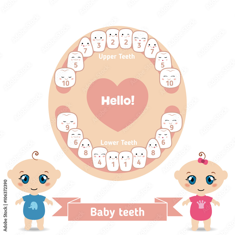 Baby teething chart Stock Vector | Adobe Stock