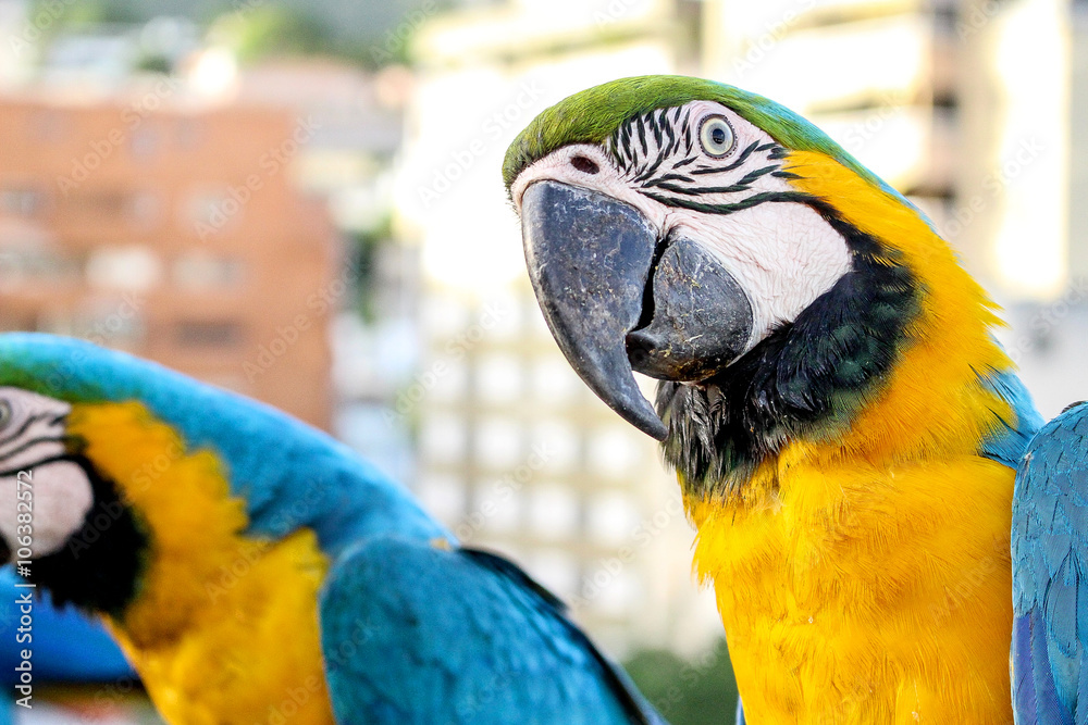 Guacamaya Detail Guacamaya face Close up Stock Photo | Adobe Stock