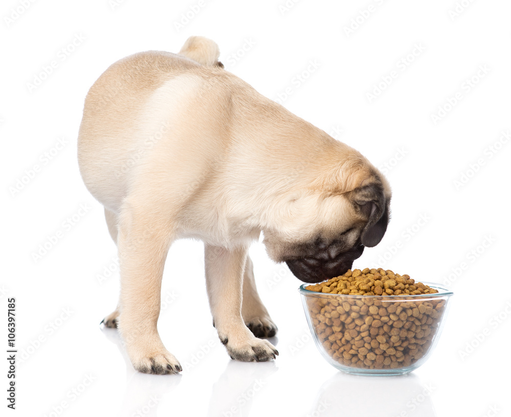When Can Pug Puppies Start Eating Food