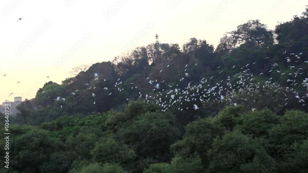 Flock of migratory birds in flight creating a spectacle while coming ...
