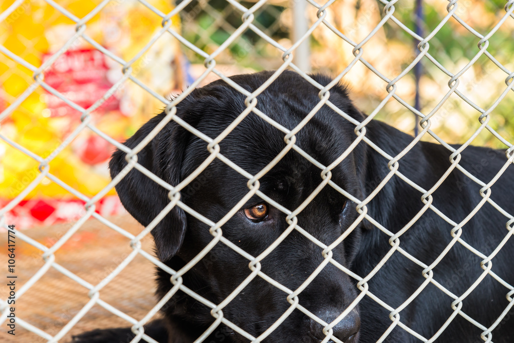 Labrador Retriever was locked in a cage Stock Photo | Adobe Stock
