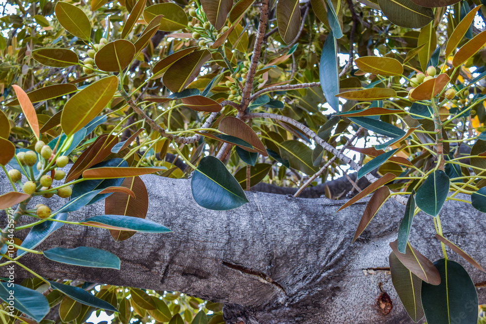 Beverly Gardens Park, the 100 year old tree behind it is just as worth ...