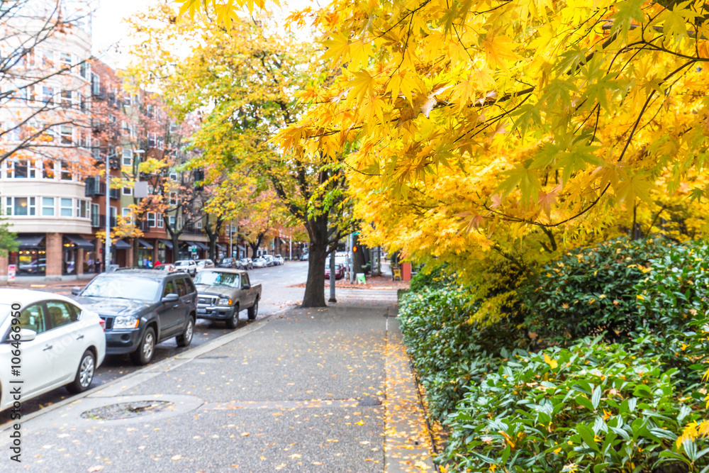 empty sidewalk and trees on city street in seattle Stock Photo | Adobe ...