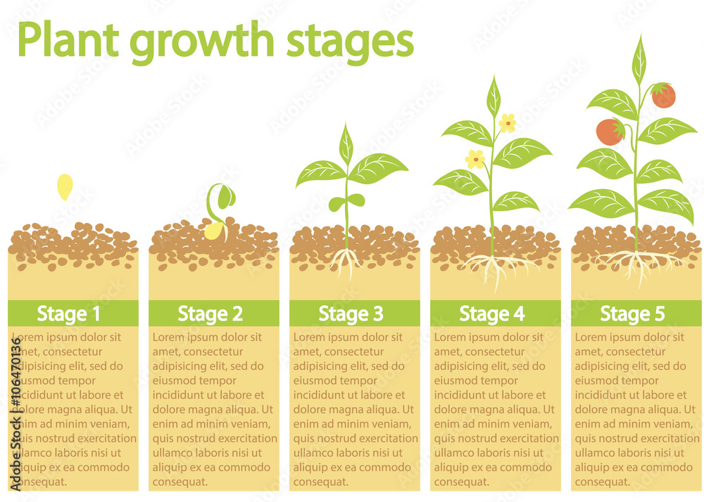 Plants growing infographic. Plants growing process. Plants growth ... Plants growing infographic. Plants growing process. Plants growth ...