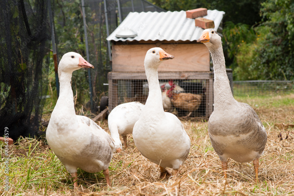 Three geese in foreground with chickens in handmade chicken tractor in ...